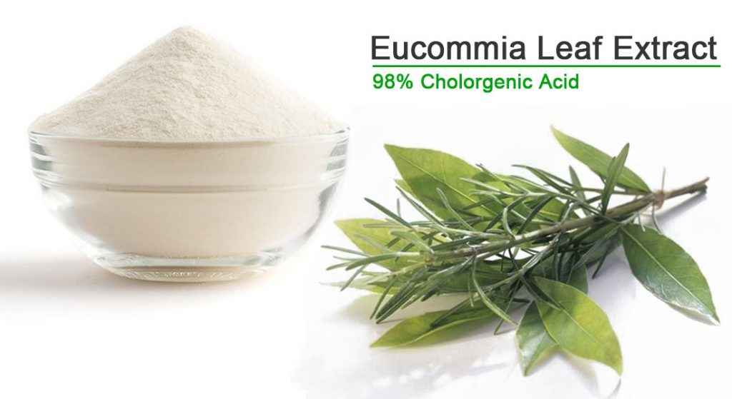 Eucommia Chlorogenic acid-CGA 98% – Supplier plant extract chlorogenic acid