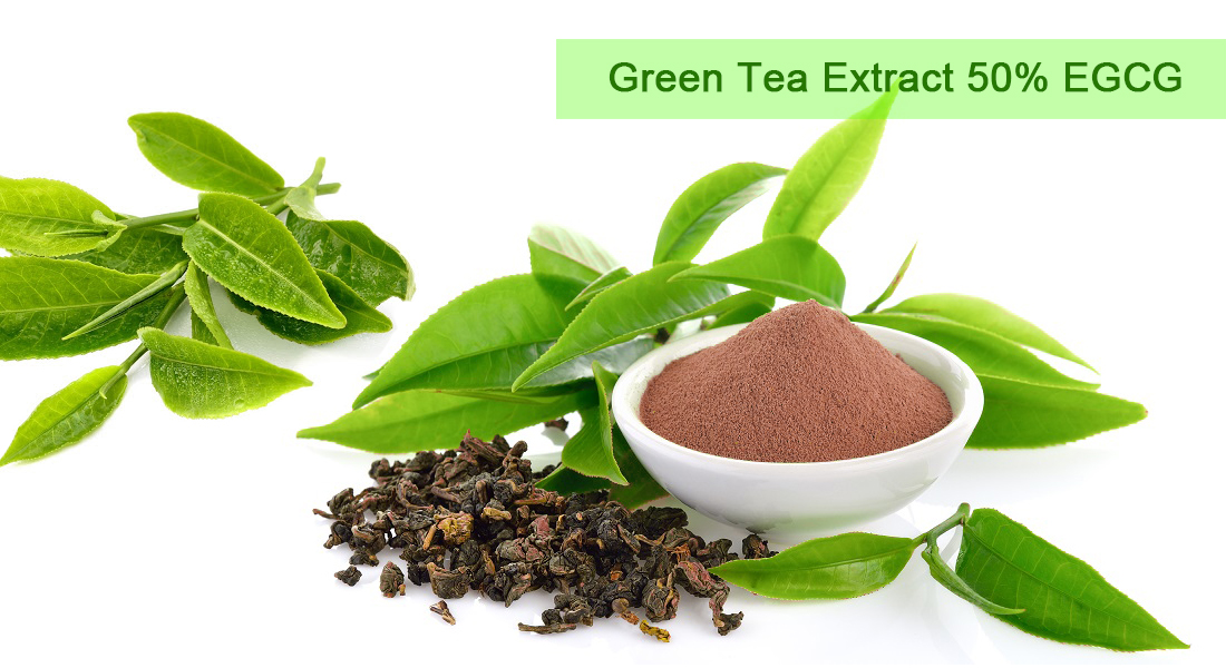 Green Tea Extract 50% EGCG – Supplier plant extract chlorogenic acid