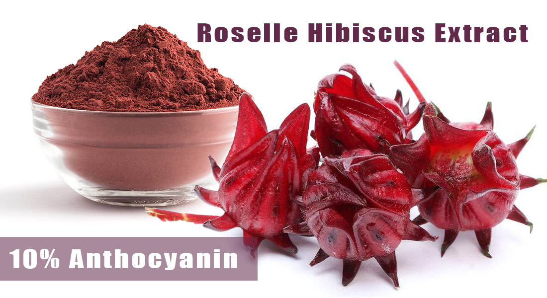 Hibiscus flower Extract 10% anthocyanin – Supplier plant extract ...